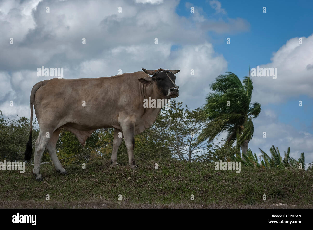 Bending palm tree hi-res stock photography and images - Alamy