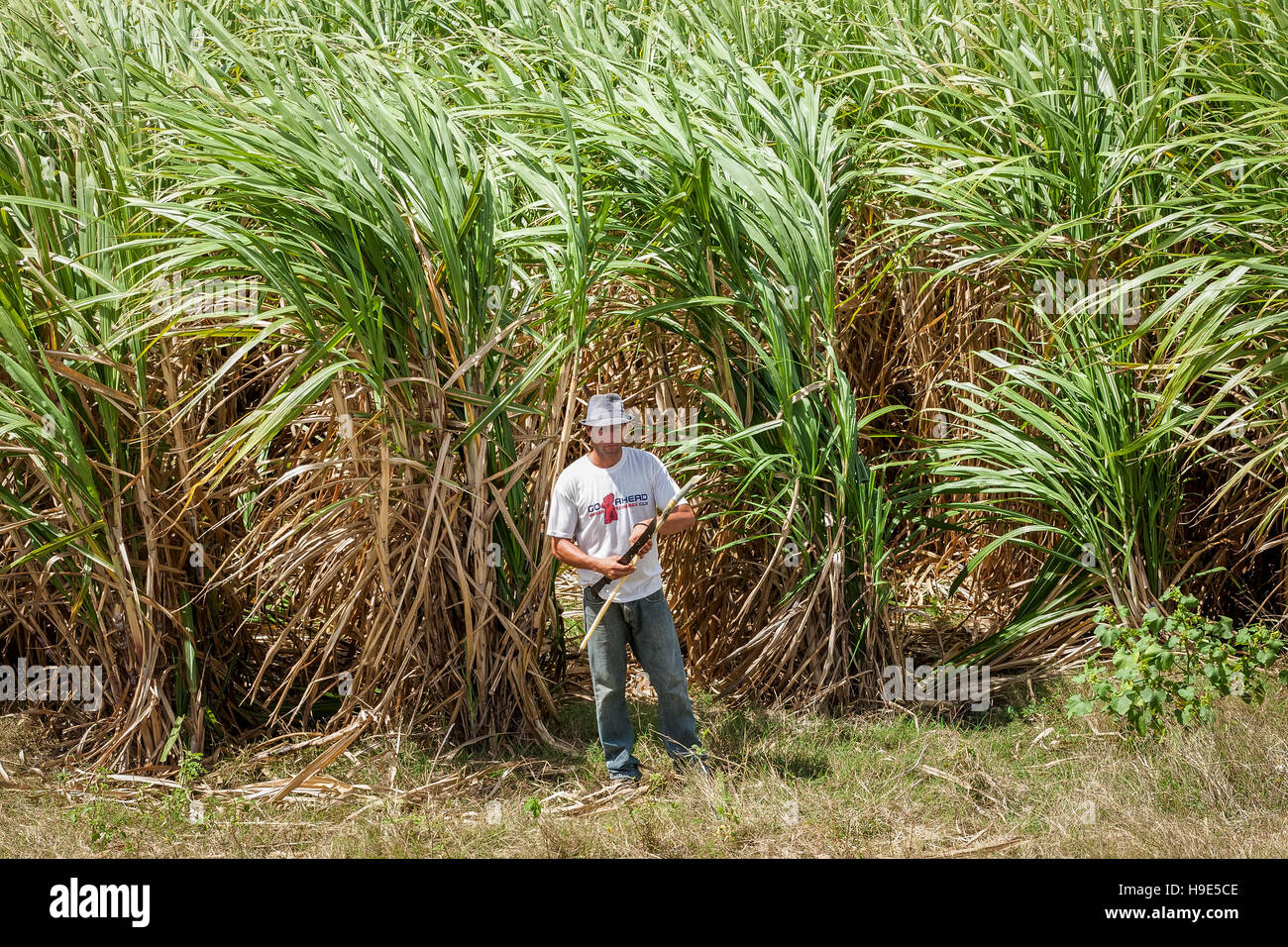 Machete cut hi-res stock photography and images - Alamy