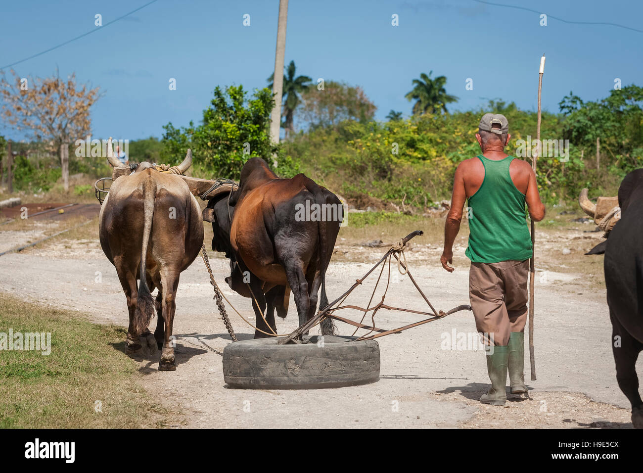 One man with two oxen cattle pulling an old lorry tyre on the ground in ...