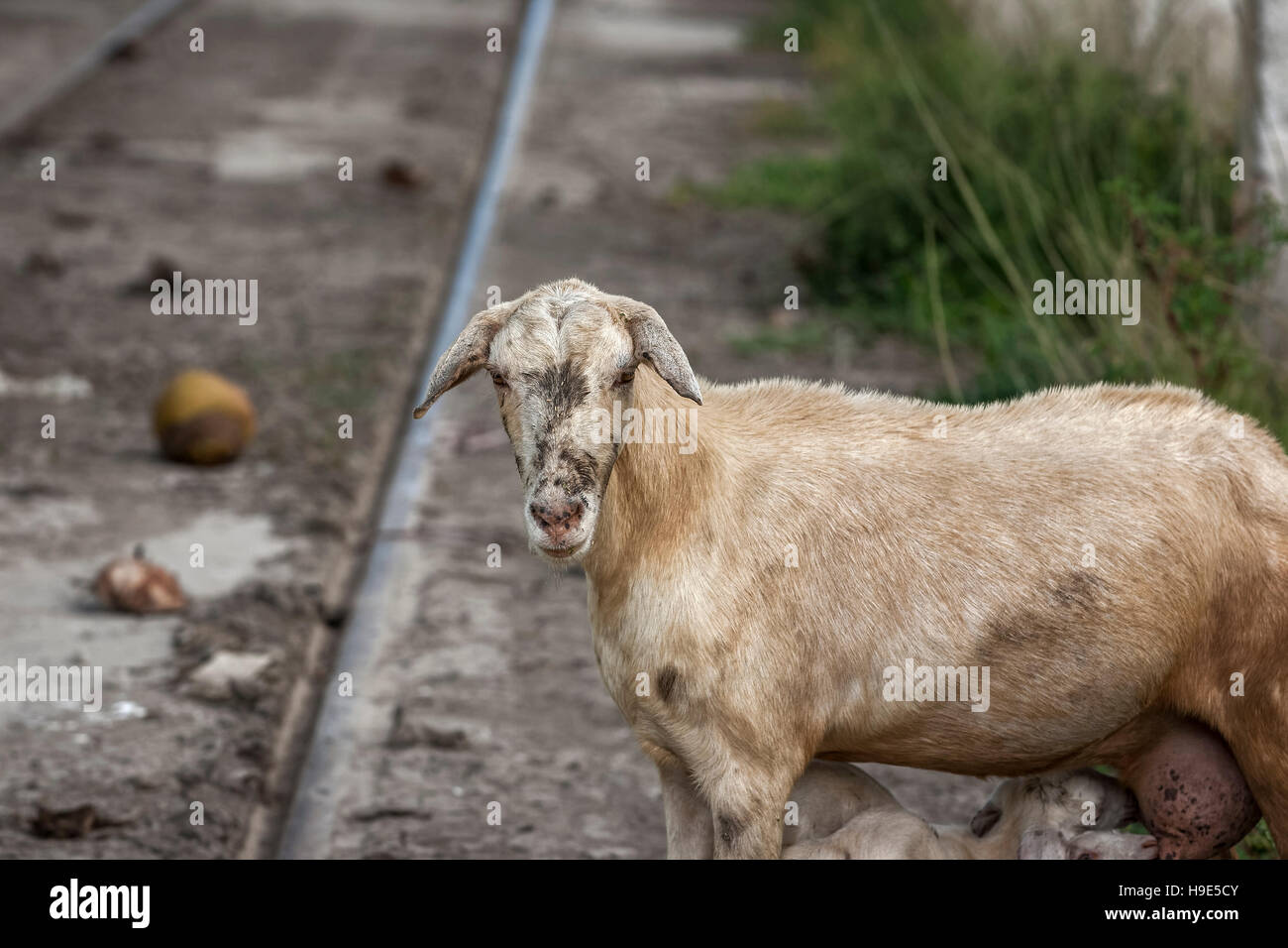 Female nanny goat in the middle of Cuba by the side of a railway track ...