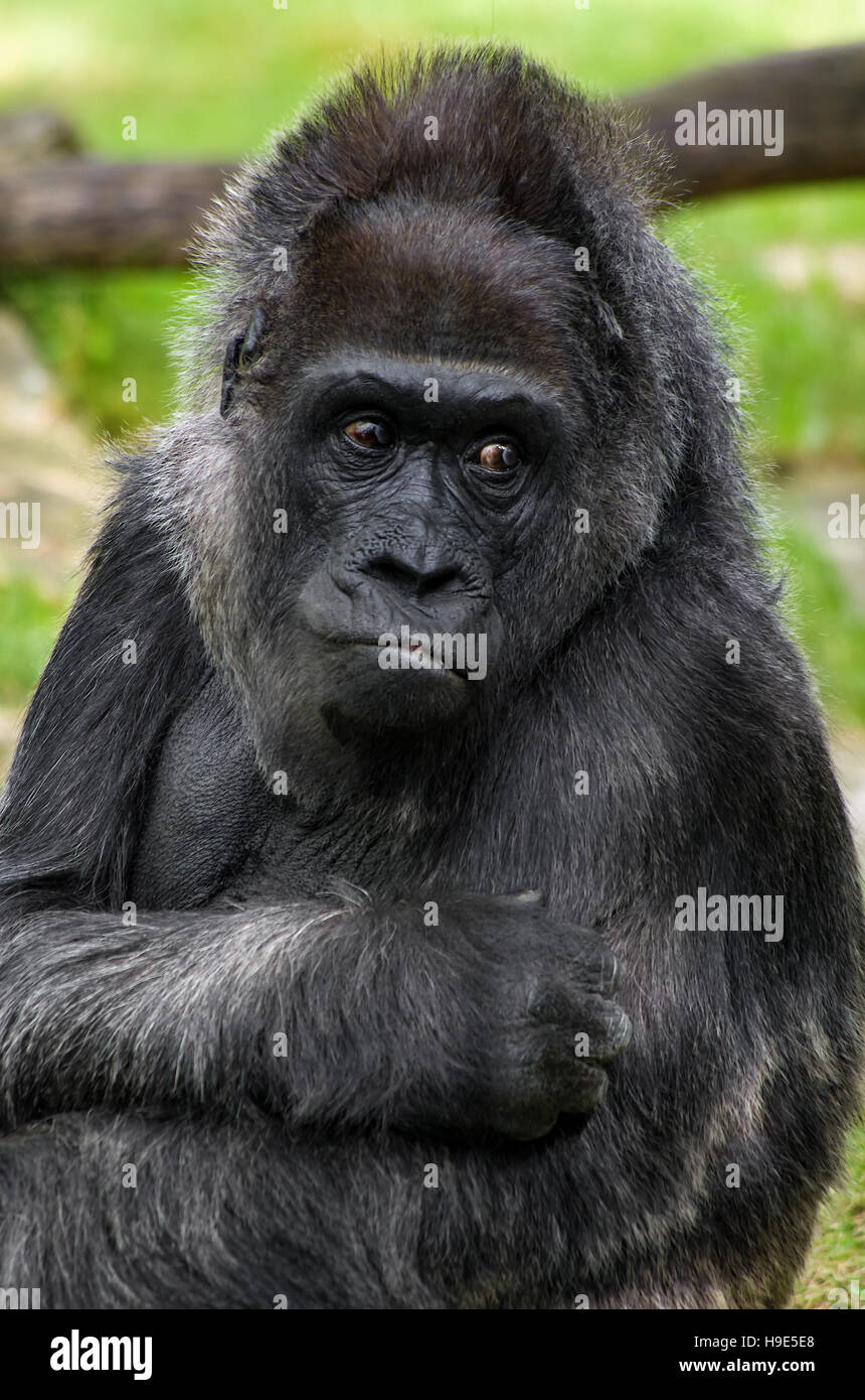 Frowning Gorilla