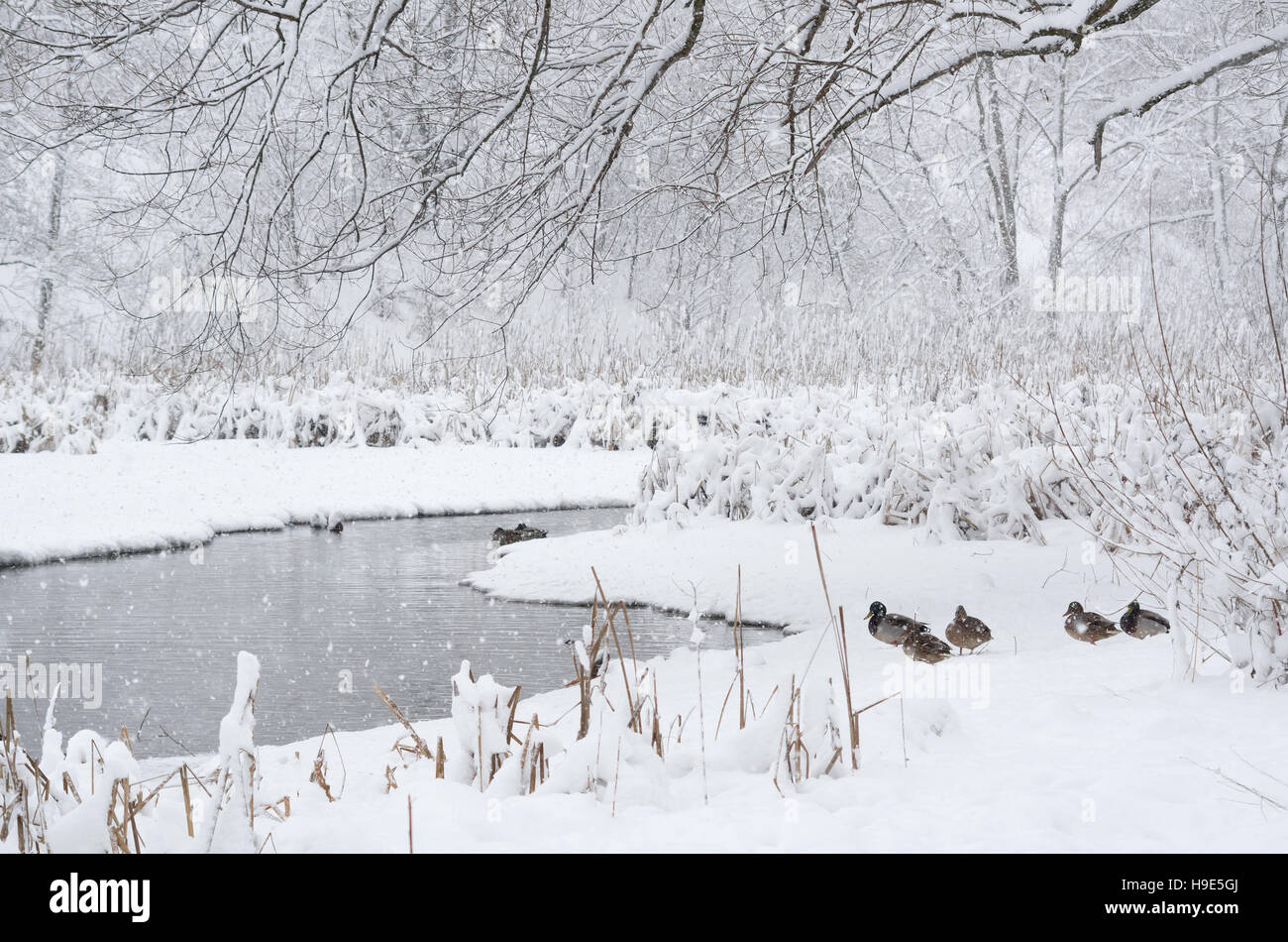 Winter landscape with soft falling snow, river and ducks Stock Photo ...
