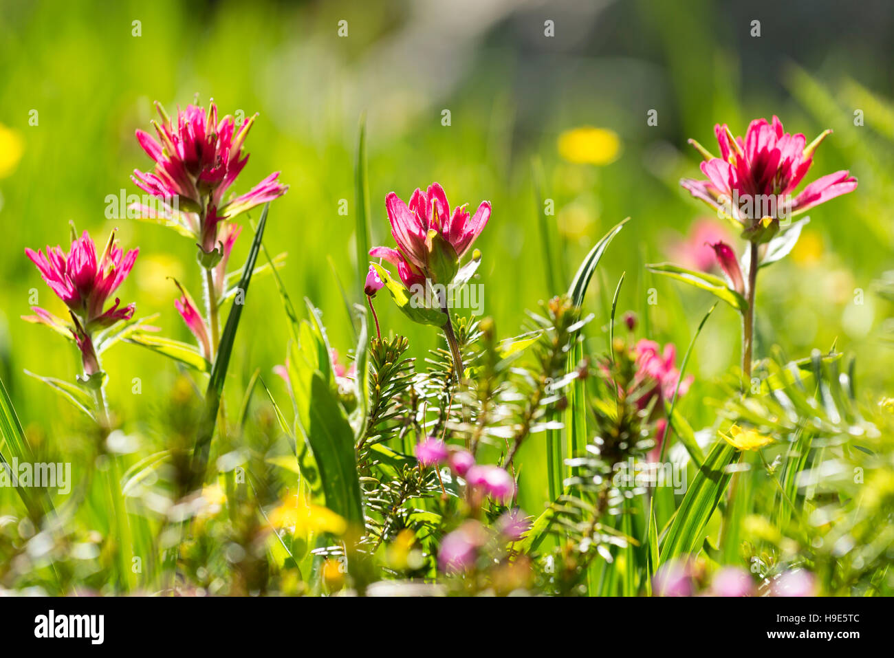 Indian paintbrush in bloom, Wallowa Mountains, Oregon Stock Photo - Alamy