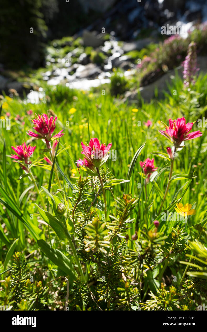 Indian paintbrush in bloom, Wallowa Mountains, Oregon Stock Photo - Alamy