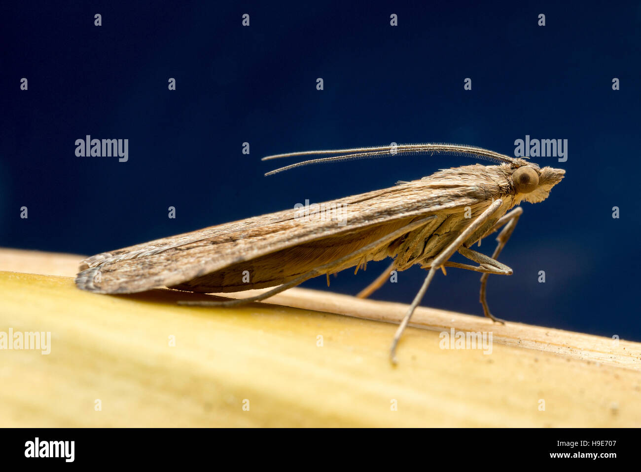 Moth macro photograph Stock Photo - Alamy