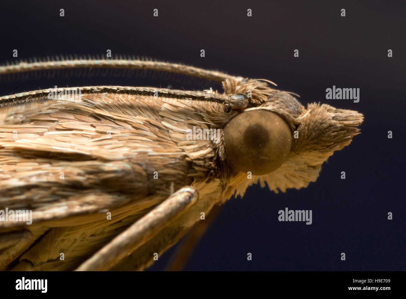 Macro insects hi-res stock photography and images - Alamy