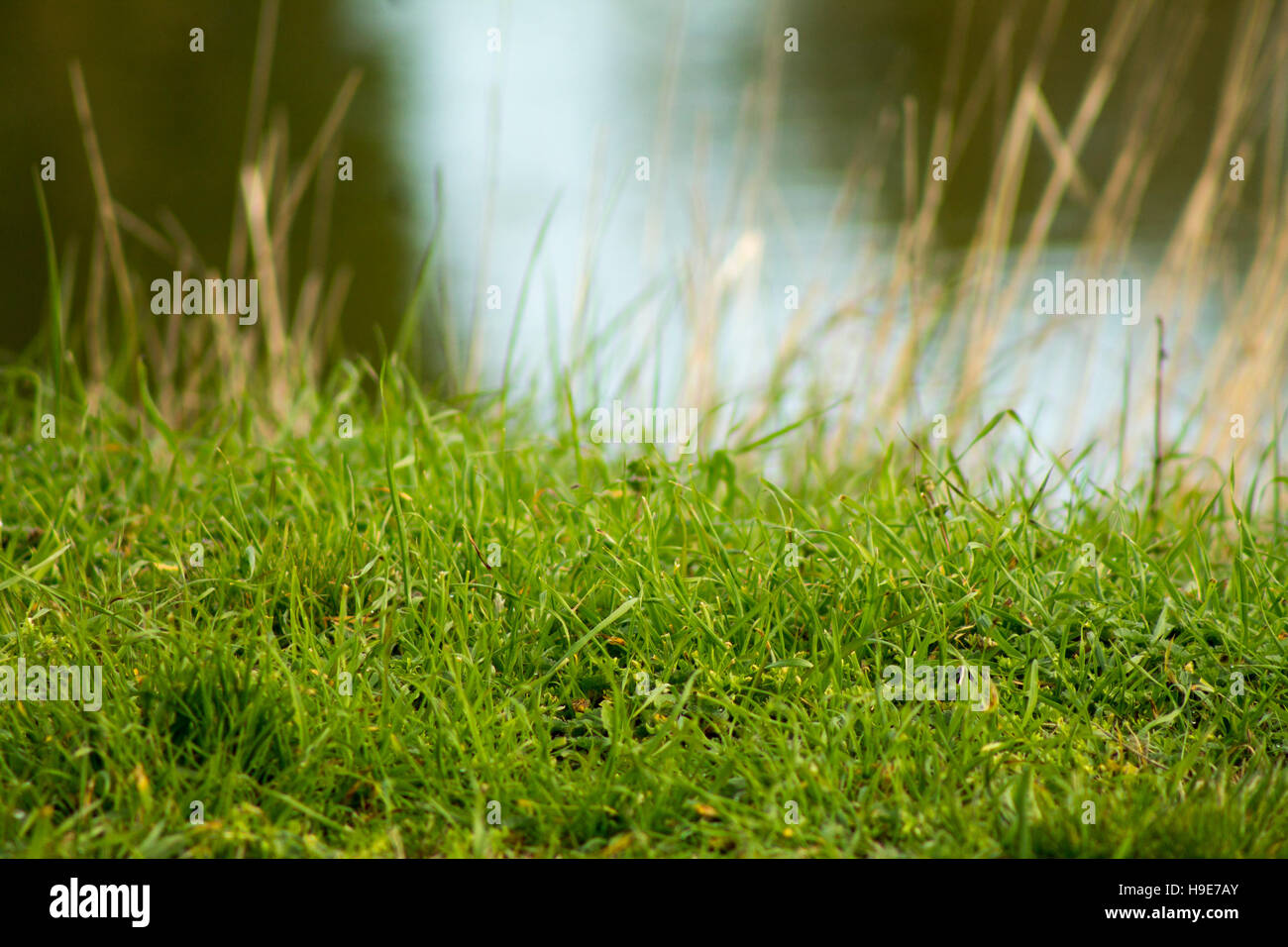 green grass on a water background, for backgrounds Stock Photo - Alamy
