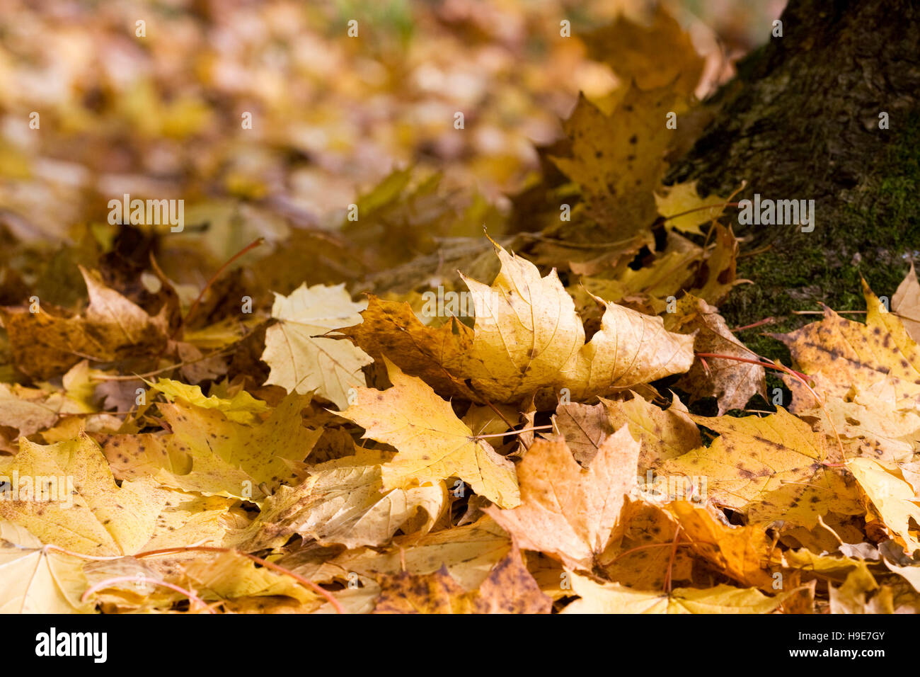 Brown crispy leaves hi-res stock photography and images - Alamy
