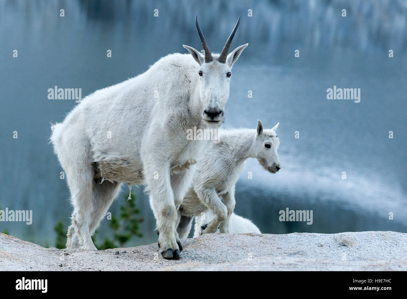 Mountain goat goats hi-res stock photography and images - Alamy