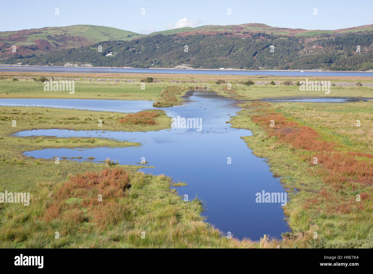Ynys-hir RSPB nature reserve beside the Dyfi estuary in Ceredigion, Mid ...