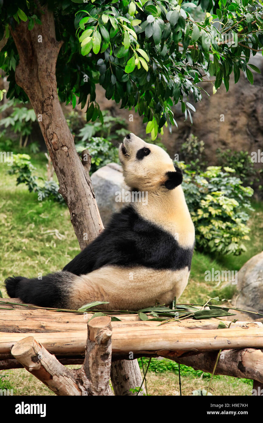 Black bear in side profile hi-res stock photography and images - Alamy