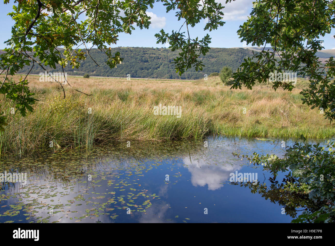 Ynys-hir RSPB nature reserve beside the Dyfi estuary in Ceredigion, Mid ...