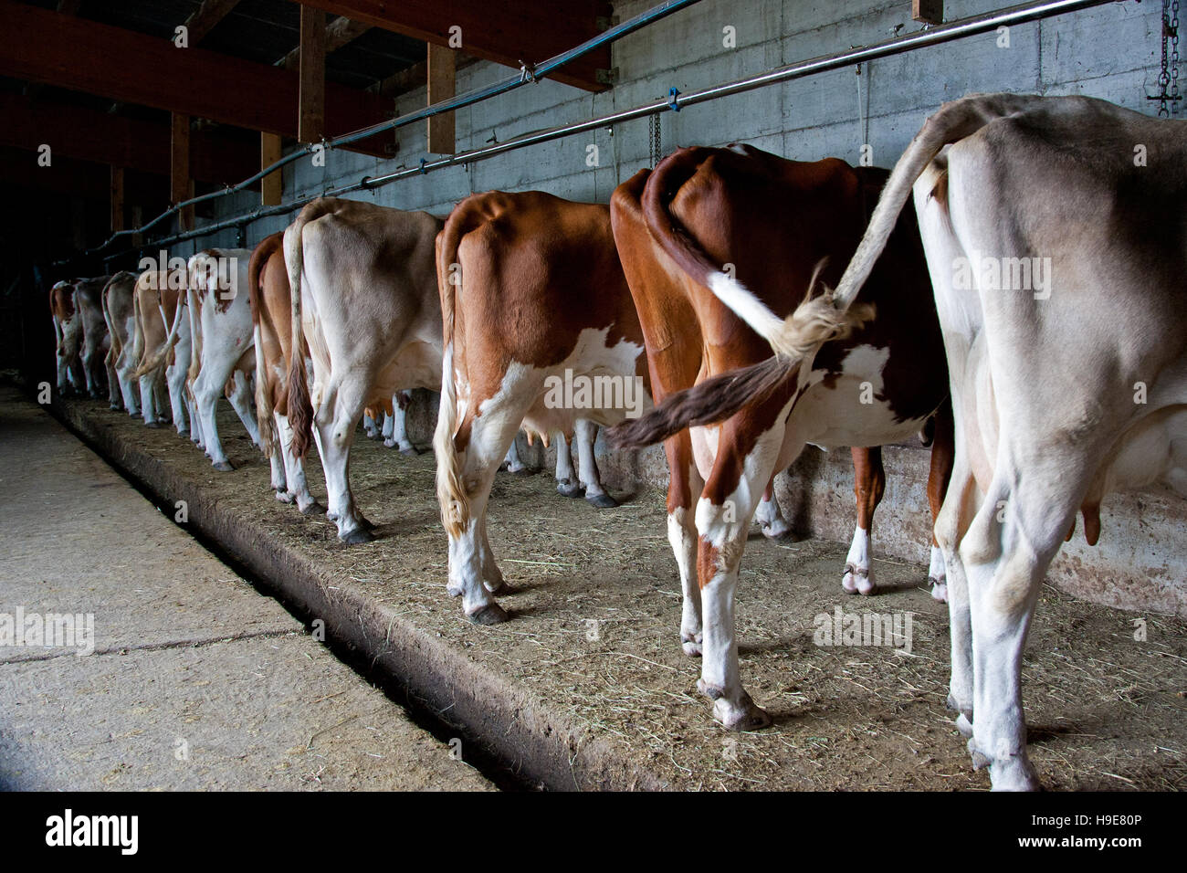 Cows in the barn Stock Photo - Alamy