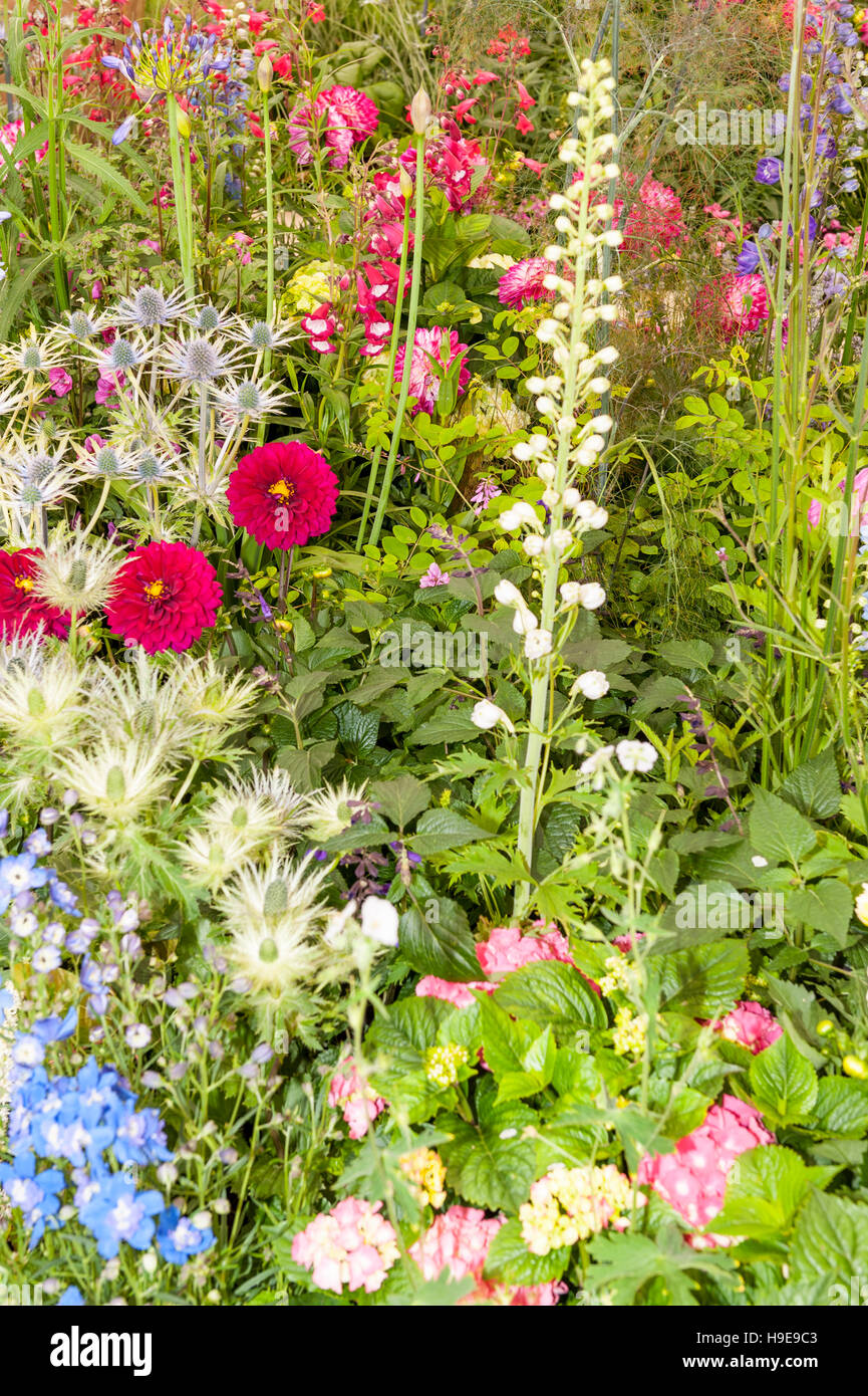 Flowers at the Royal Norfolk Show in the Showground , Norwich , Norfolk ...