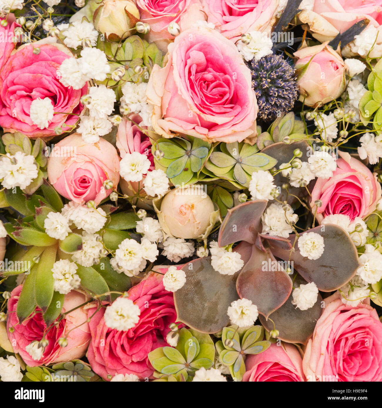 Flowers at the Royal Norfolk Show in the Showground , Norwich , Norfolk ...