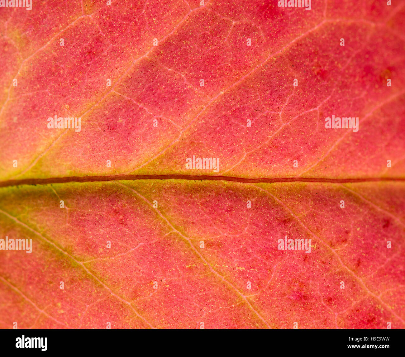 Close detailed macro of a brightly colored fall leaf showing the ...
