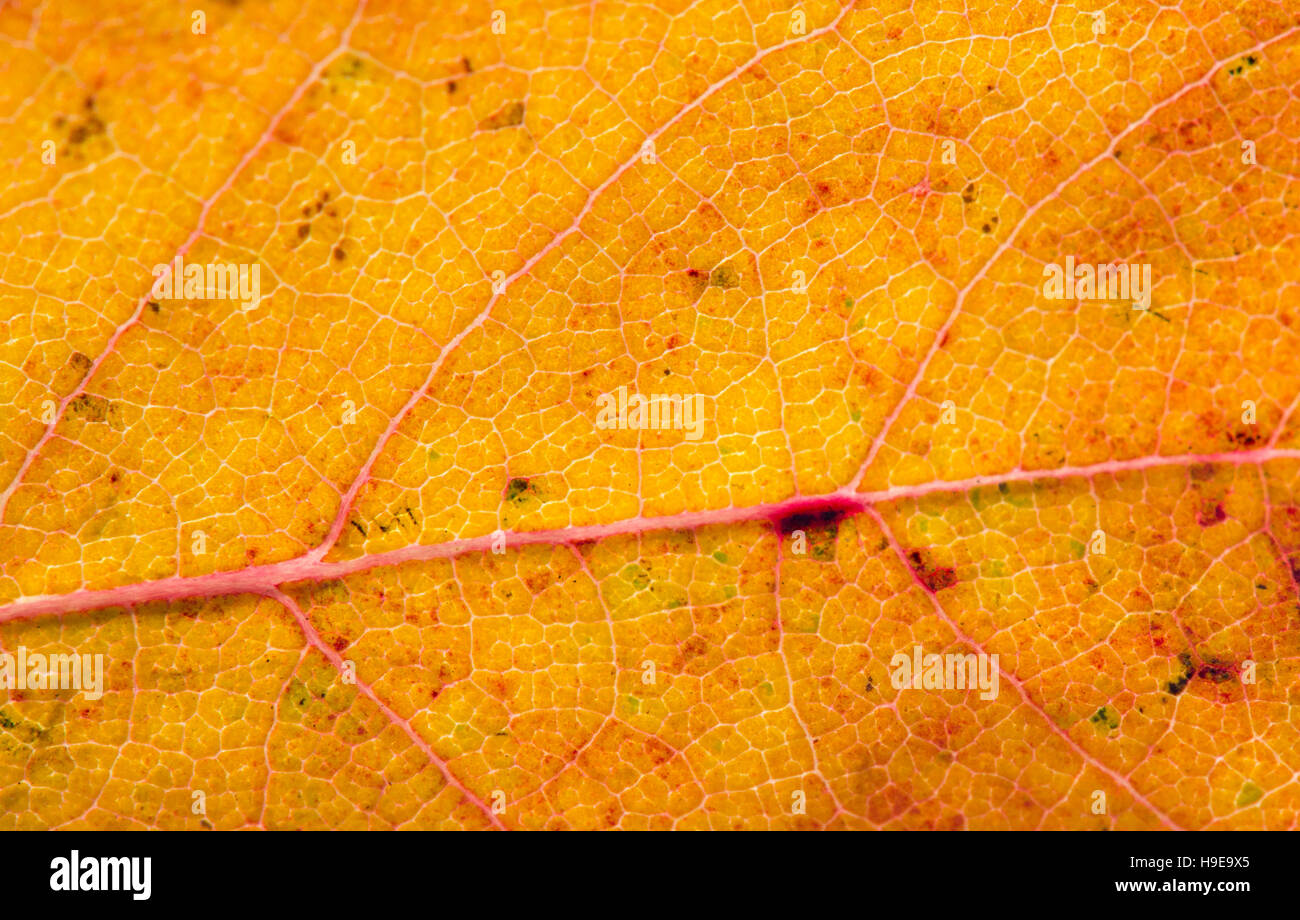 Close detailed macro of a brightly colored fall leaf showing the ...