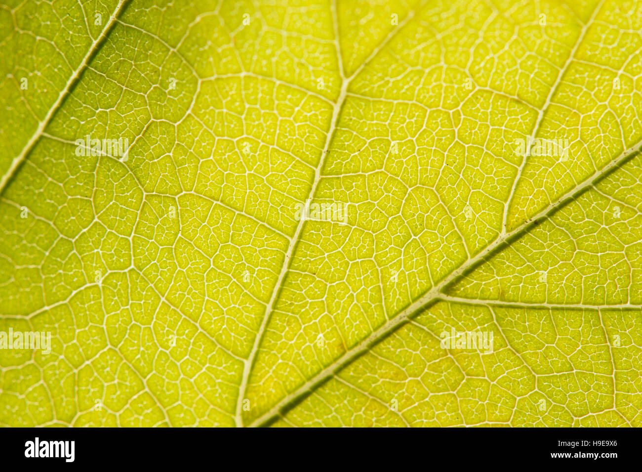 Close detailed macro of a brightly colored fall leaf showing the ...