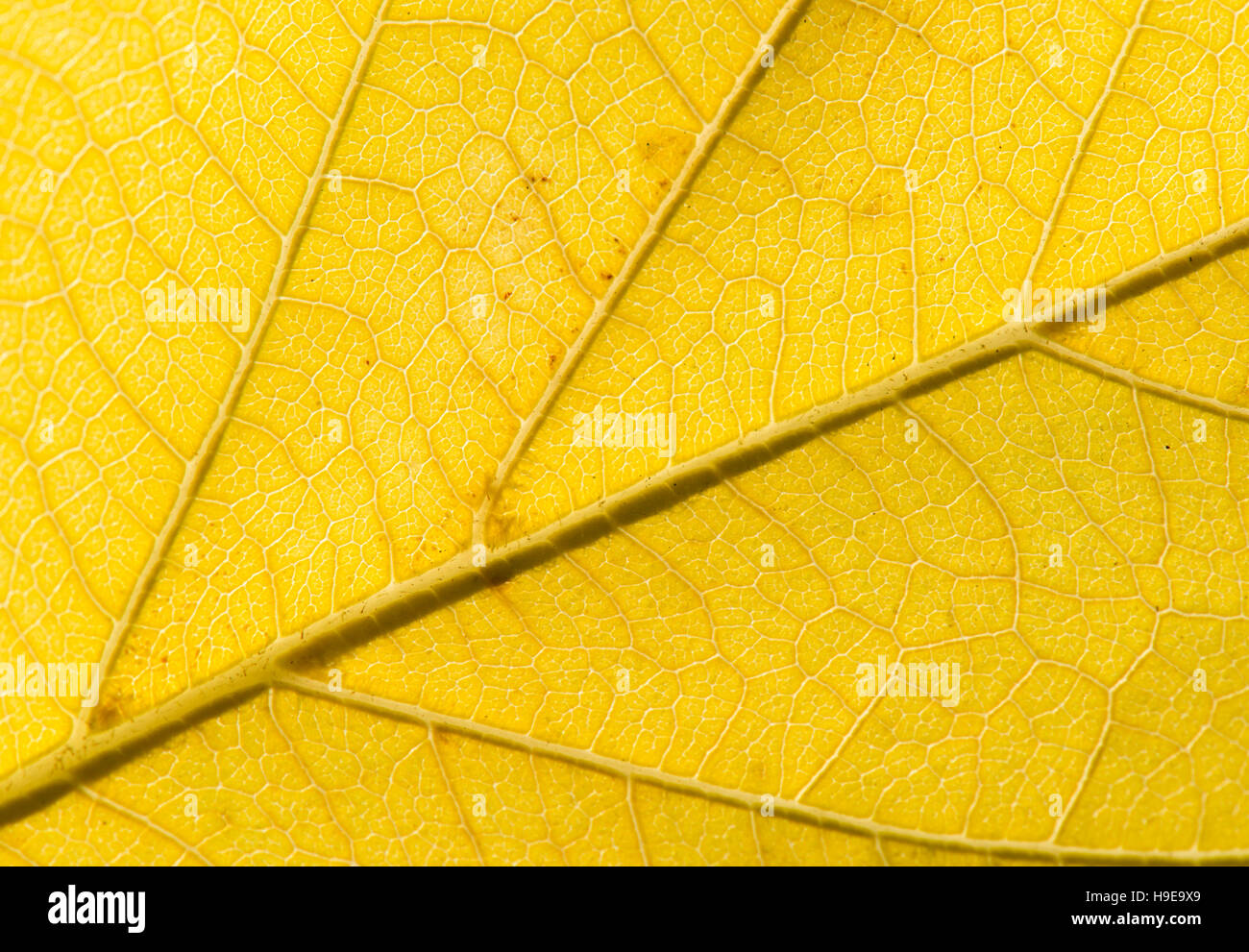 Close detailed macro of a brightly colored fall leaf showing the ...