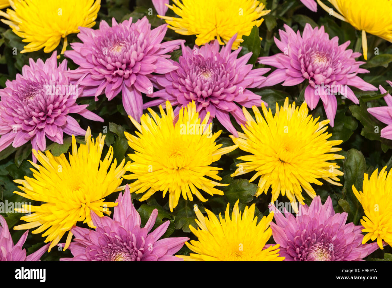Flowers at the Royal Norfolk Show in the Showground , Norwich , Norfolk ...