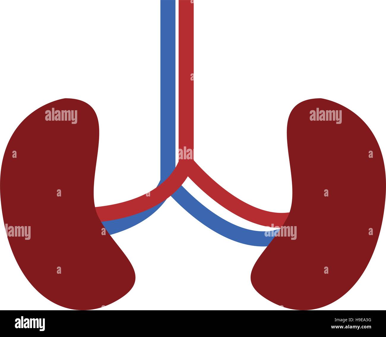 System renal with kidneys and veins vector illustration Stock Vector ...