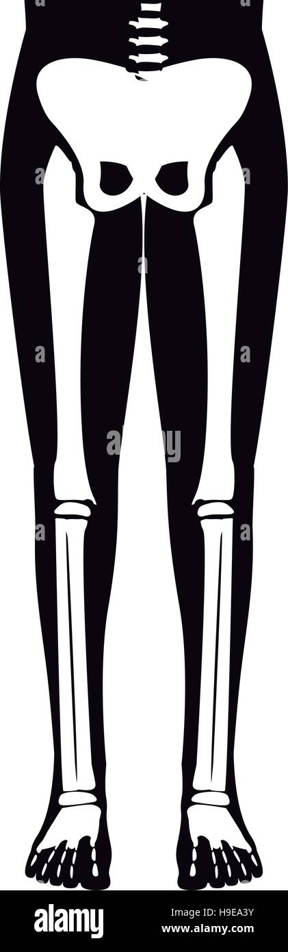 Leg Bones High Resolution Stock Photography and Images - Alamy