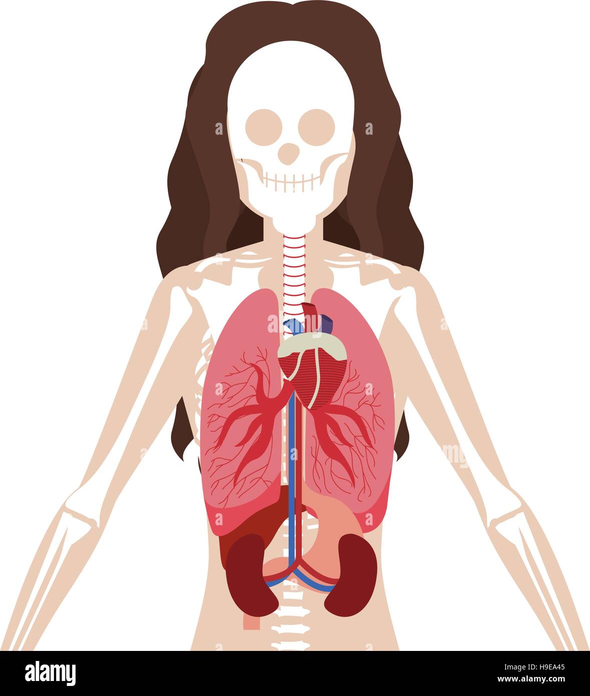 half body woman with inner organs and bones vector illustration Stock ...