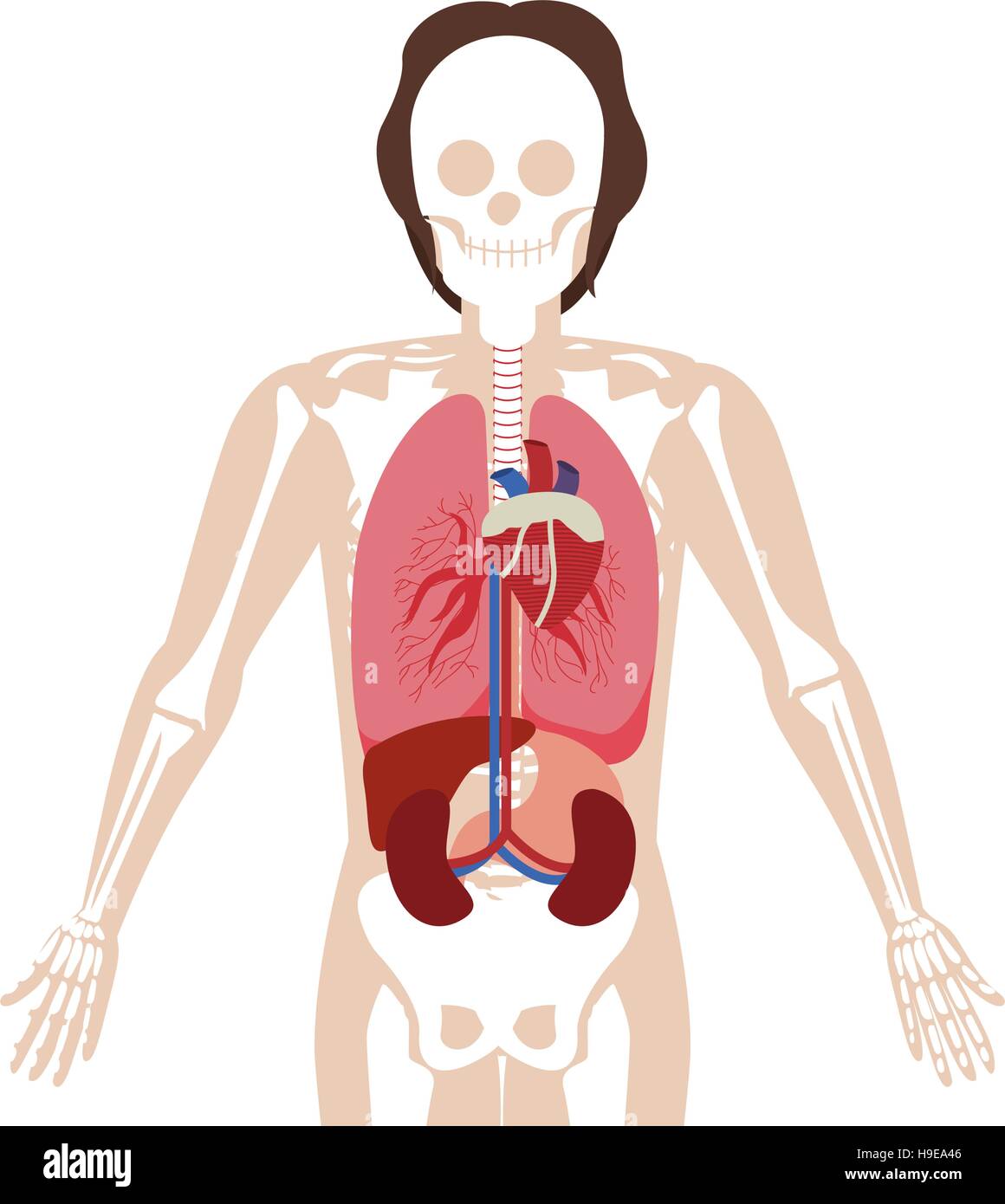 half body man with inner organs and bones vector illustration Stock ...