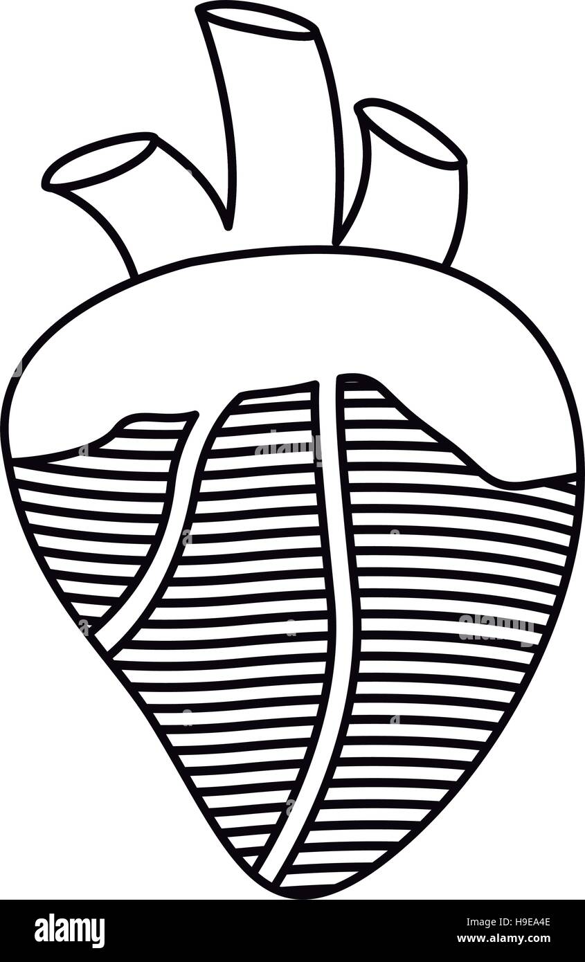 contour heart with valves and veins vector illustration Stock Vector ...