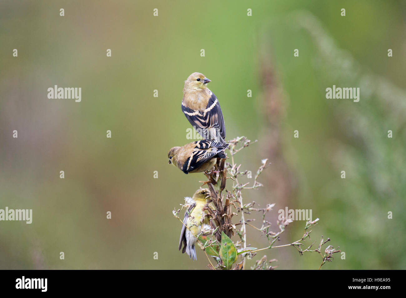 A trio of American Goldfinches perch on a plant to feed on the seeds it ...