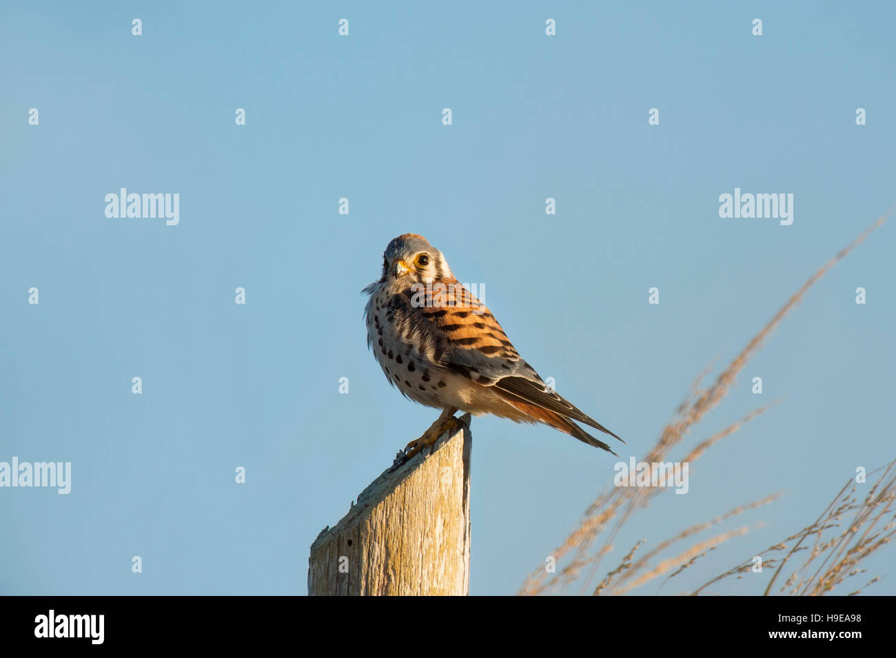 A male American Kestrel sits perched on a log on a bright sunny morning ...
