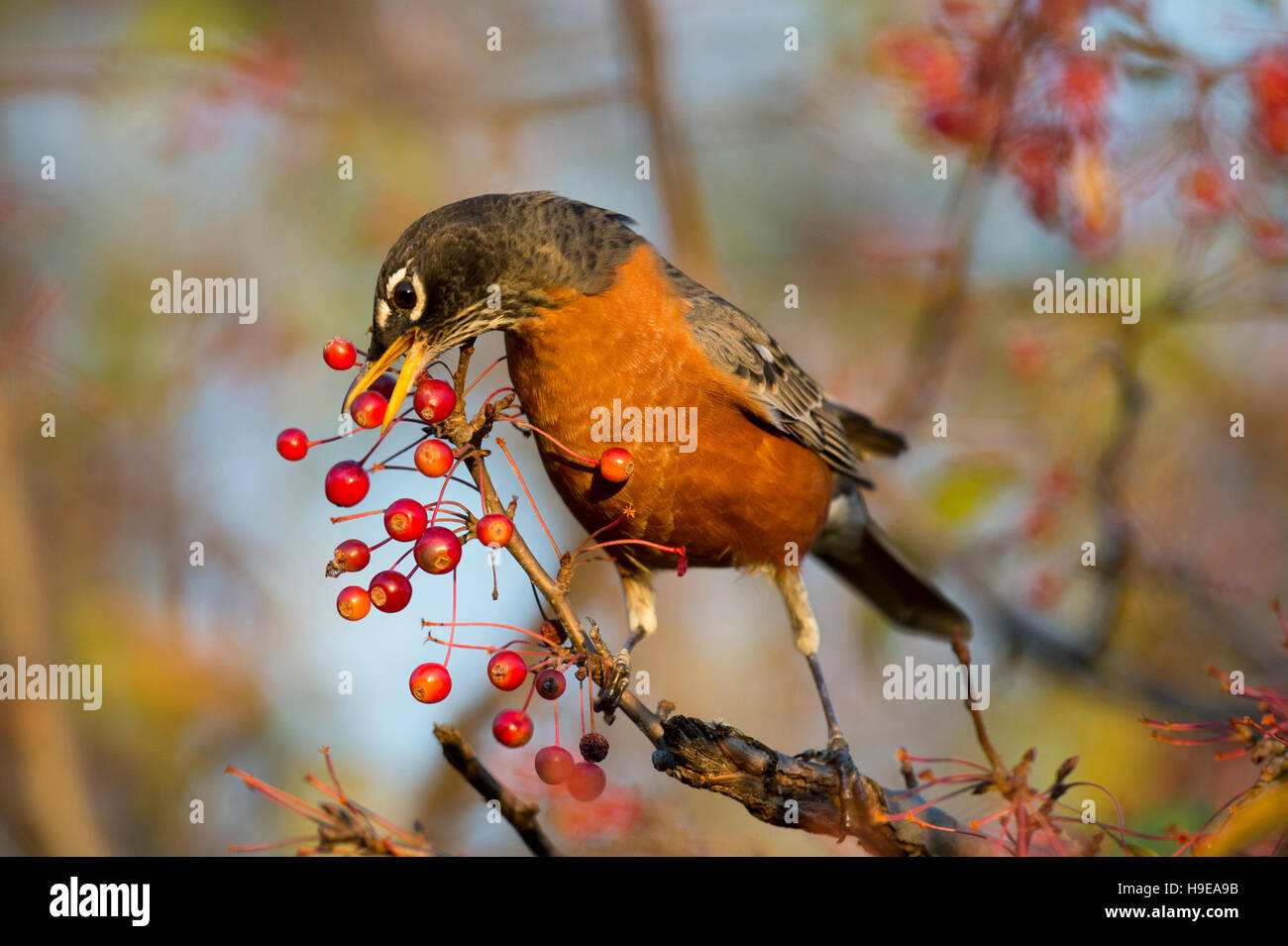 An American Robin stretches to reach a bright red berry on a branch in ...