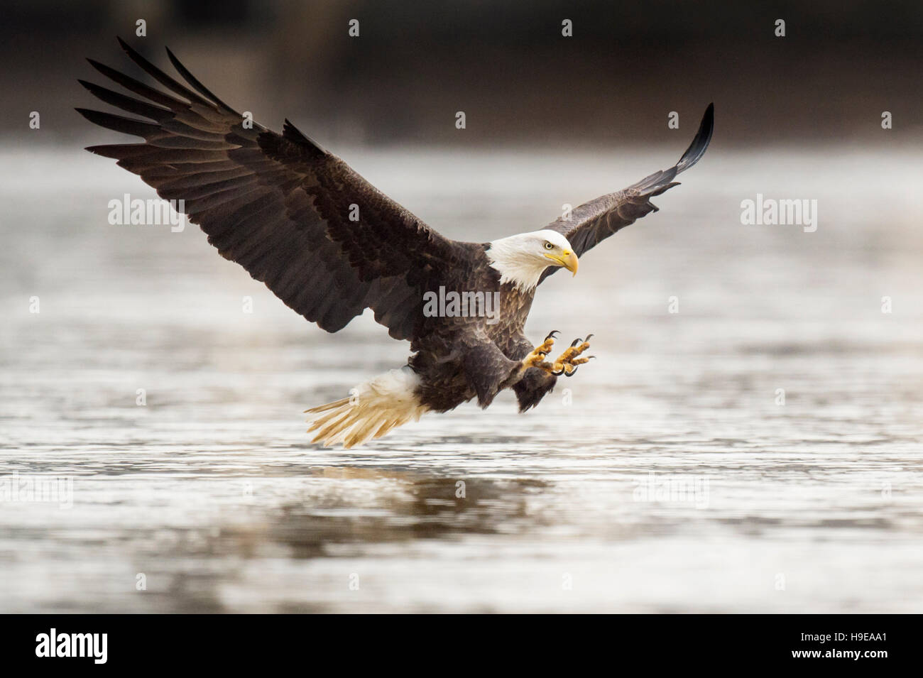 Eagle With Wings Spread High Resolution Stock Photography and Images ...