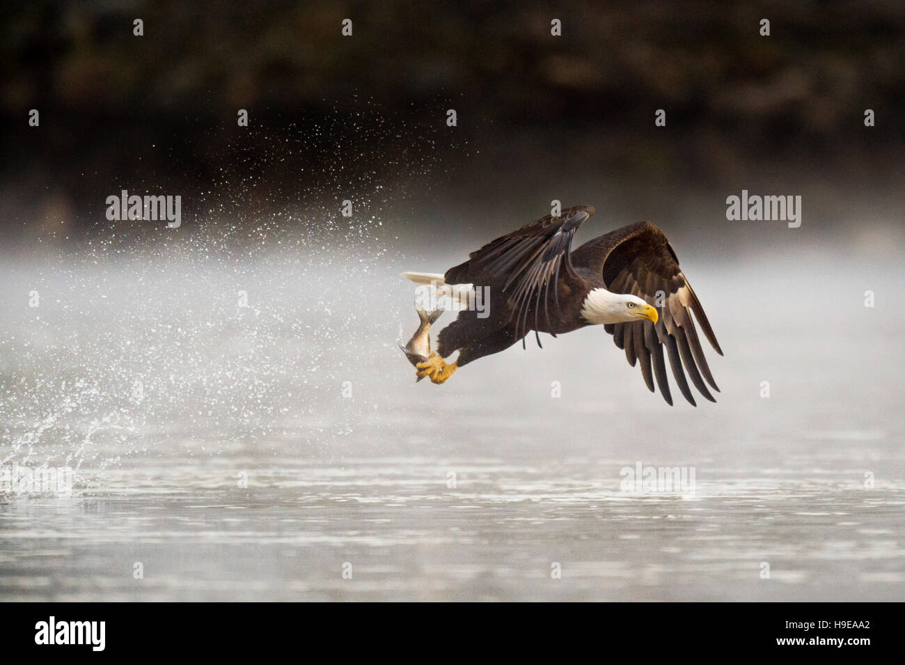 Fishing hawks hi-res stock photography and images - Alamy