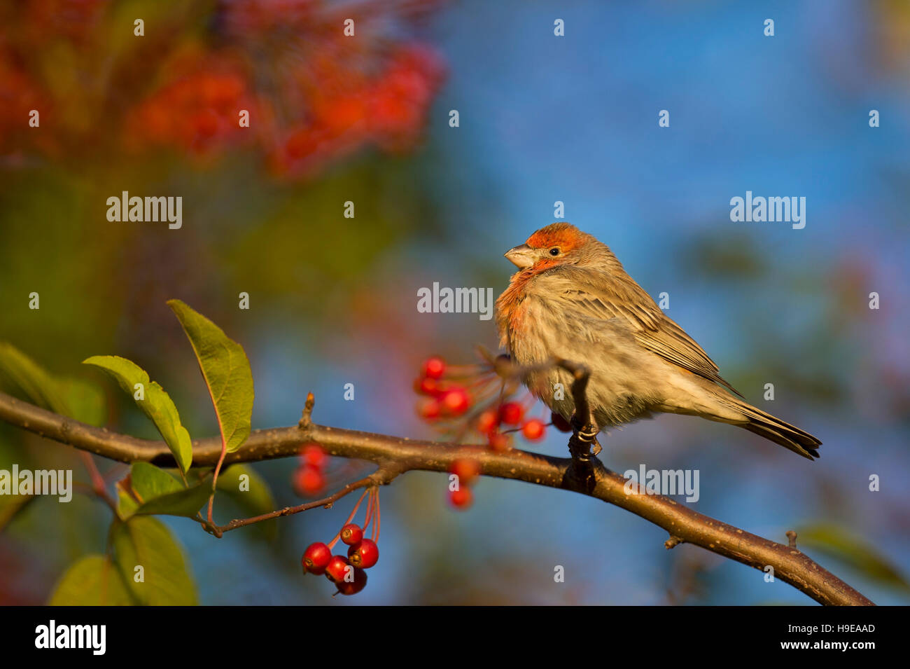 A male House Finch sits perched on a branch full of red berries as the ...
