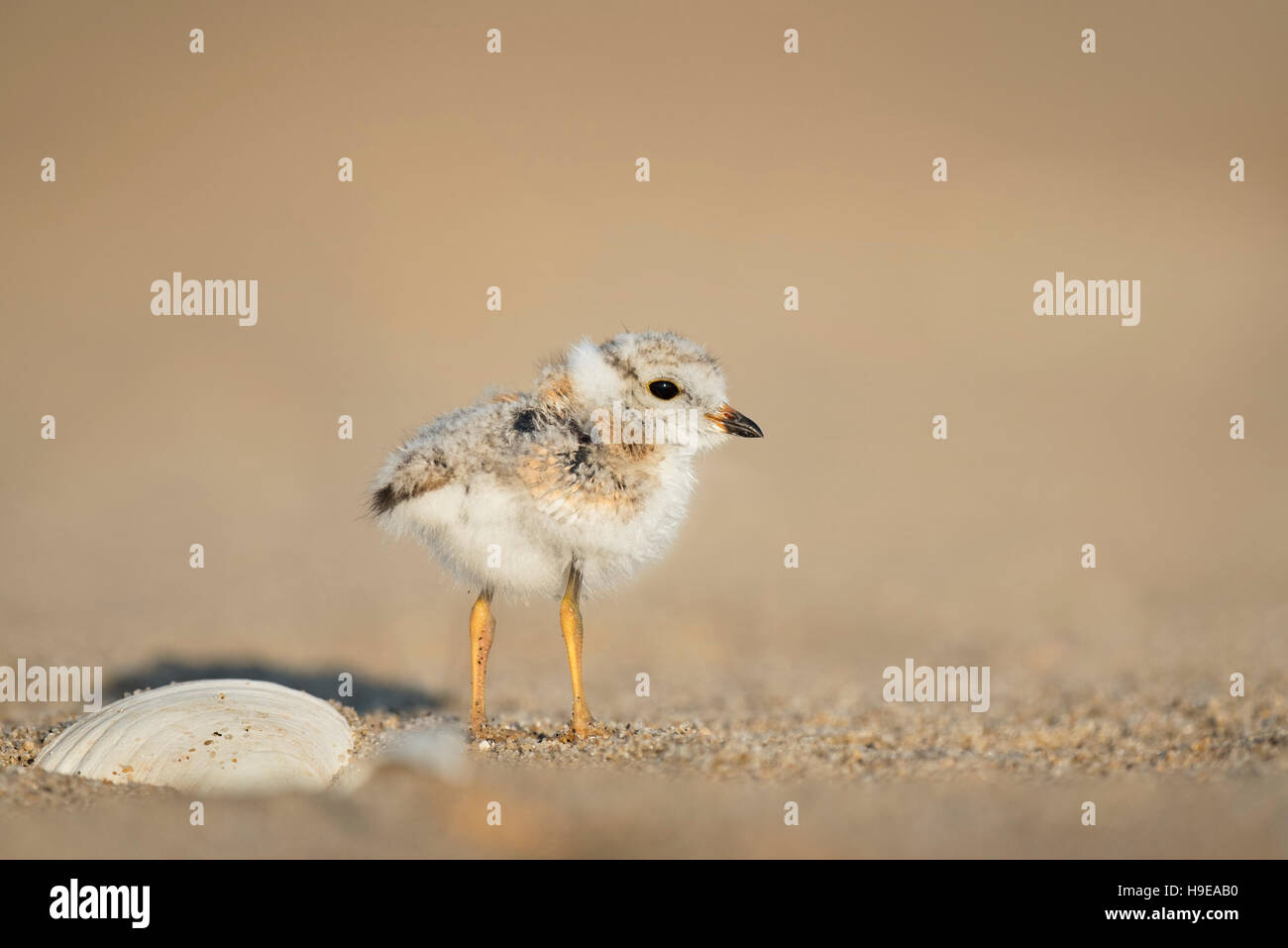 A cute baby Piping Plover stands on the sandy beach next to a shell on ...