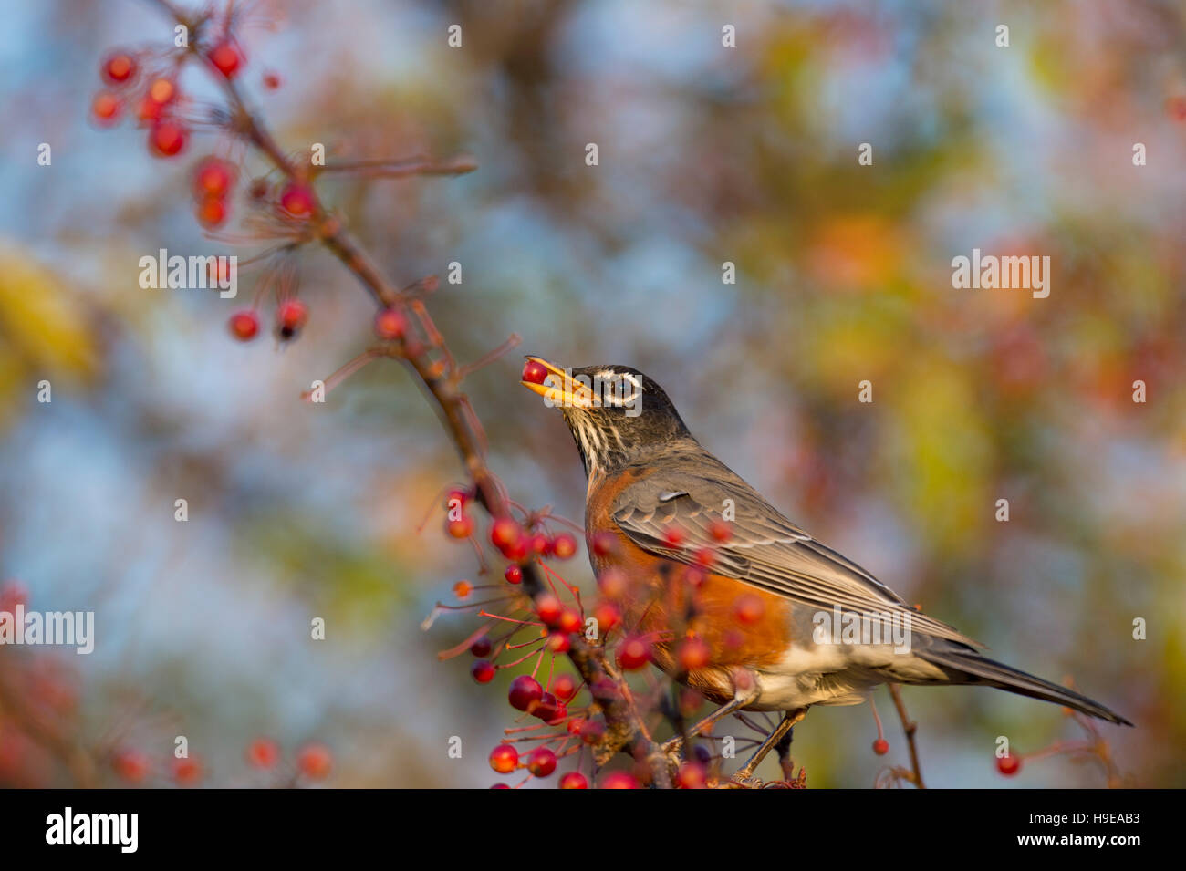 An American Robin shows off a red berry it is eating as it sits perched ...