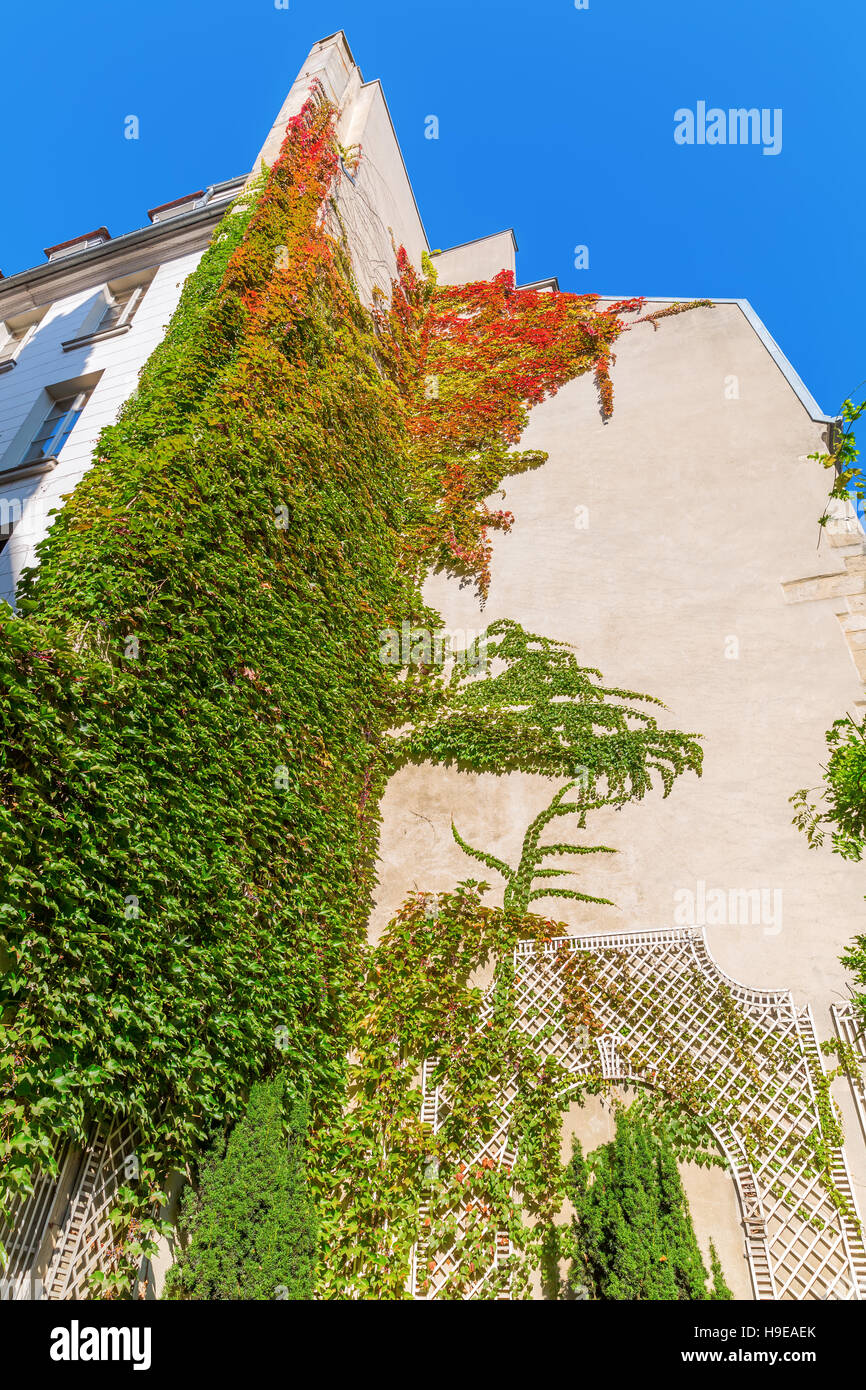 Vine climbing wall in building hi-res stock photography and images - Alamy