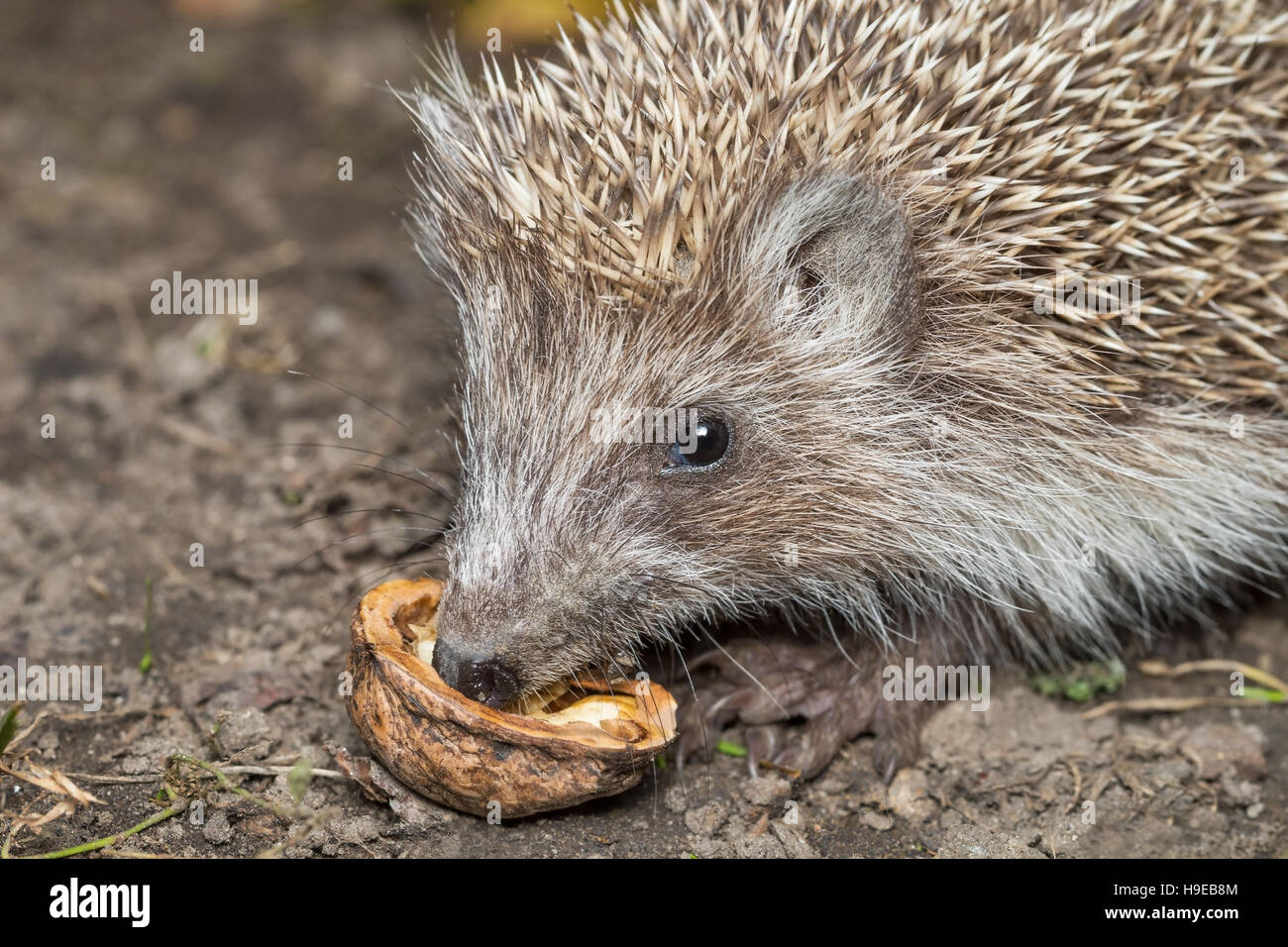 Hedgehog in leaves hi-res stock photography and images - Alamy