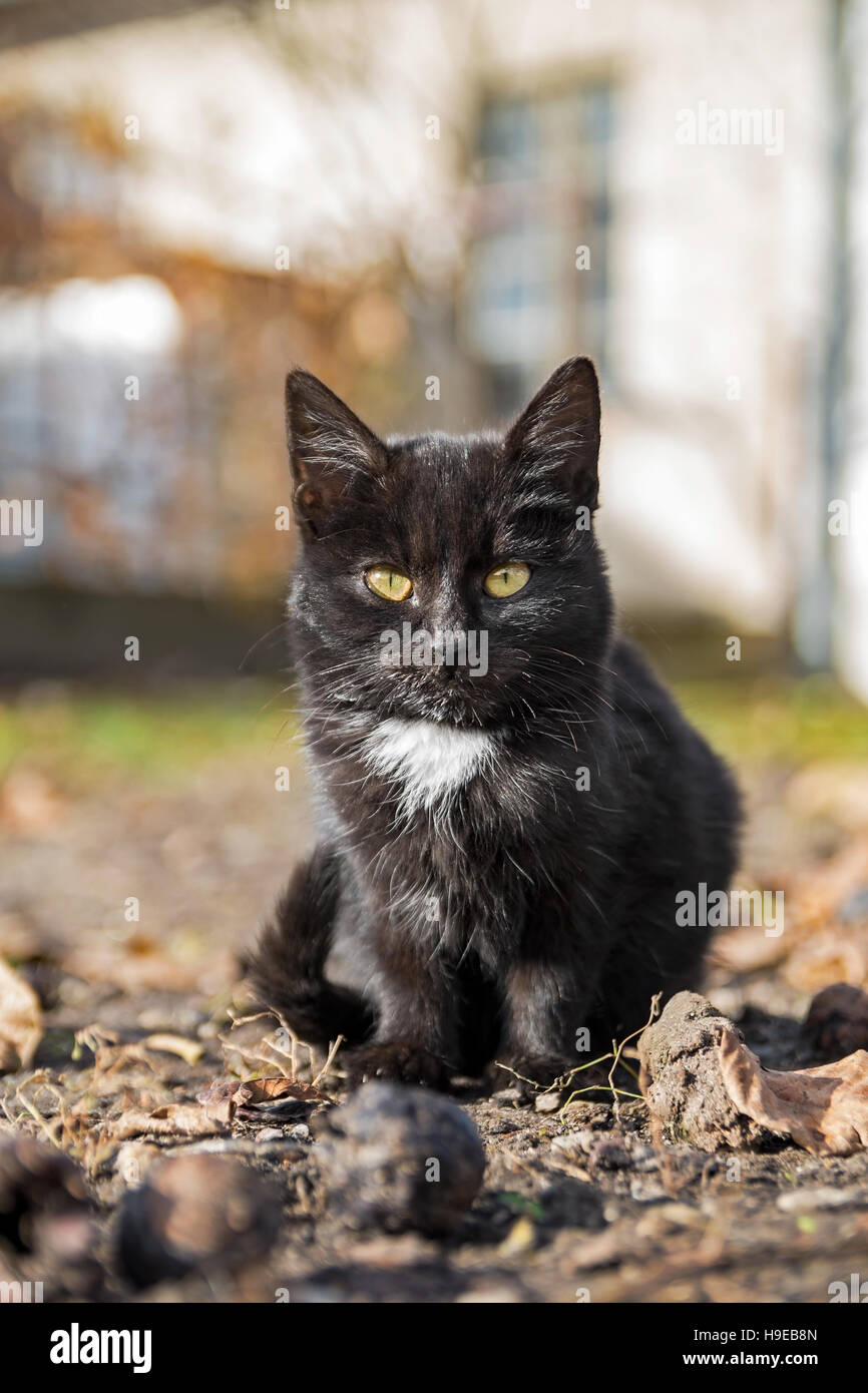 Sad little cat in autumn sunshine with fallen leaves Stock Photo - Alamy