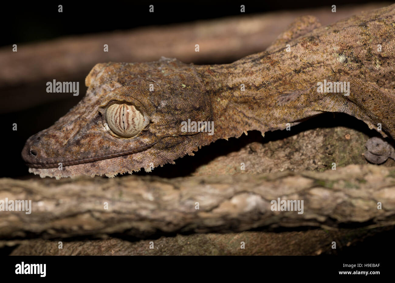 Giant leaf-tailed gecko, Uroplatus fimbriatus, Nosy Mangabe park ...