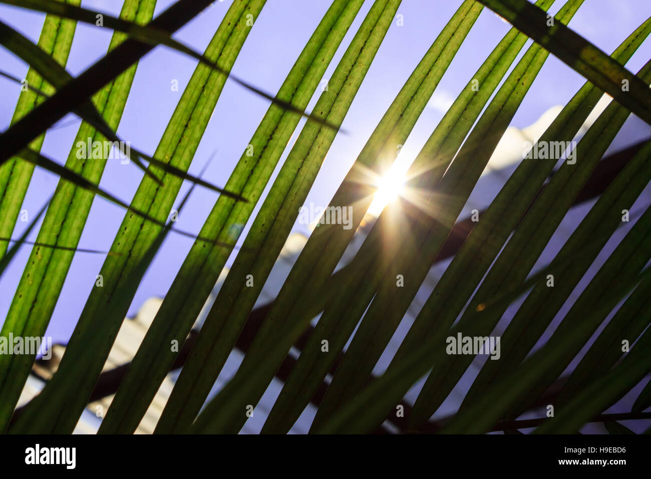 Sunlight burst through between plant leaves in the sunny day Stock ...