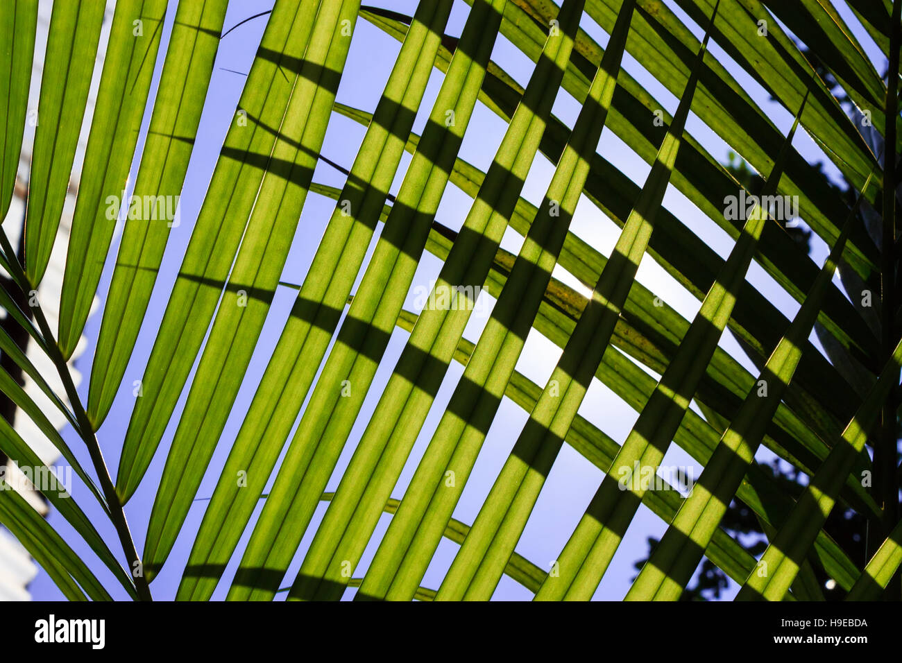 Sunlight burst through between plant leaves in the sunny day Stock ...