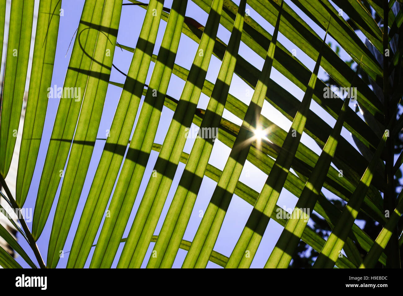 Sunlight burst through between plant leaves in the sunny day Stock ...