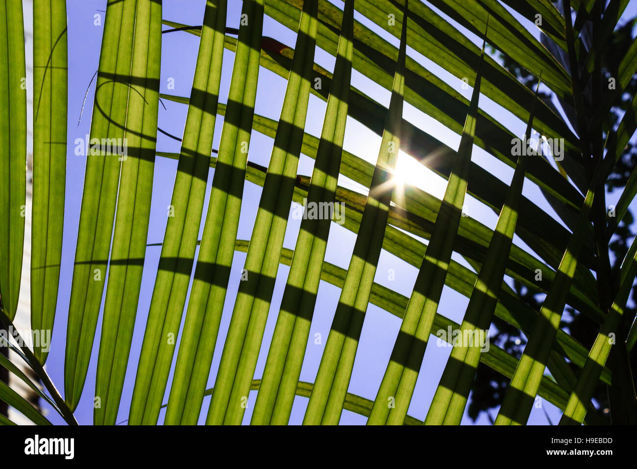 Sunlight burst hi-res stock photography and images - Alamy