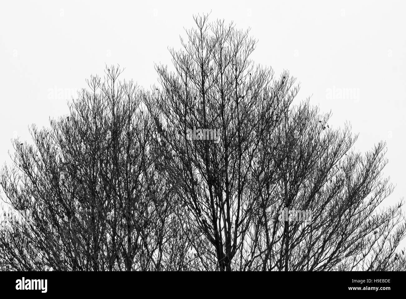 Dry branches of an old dead tree. Black and white photography Stock ...