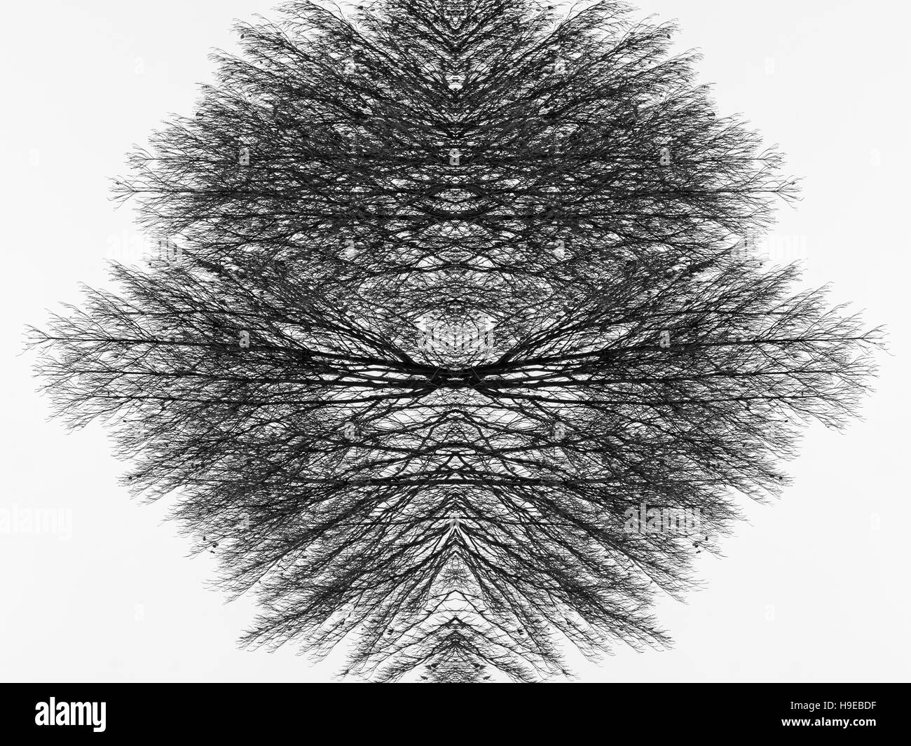 Symmetrical tree hi-res stock photography and images - Alamy