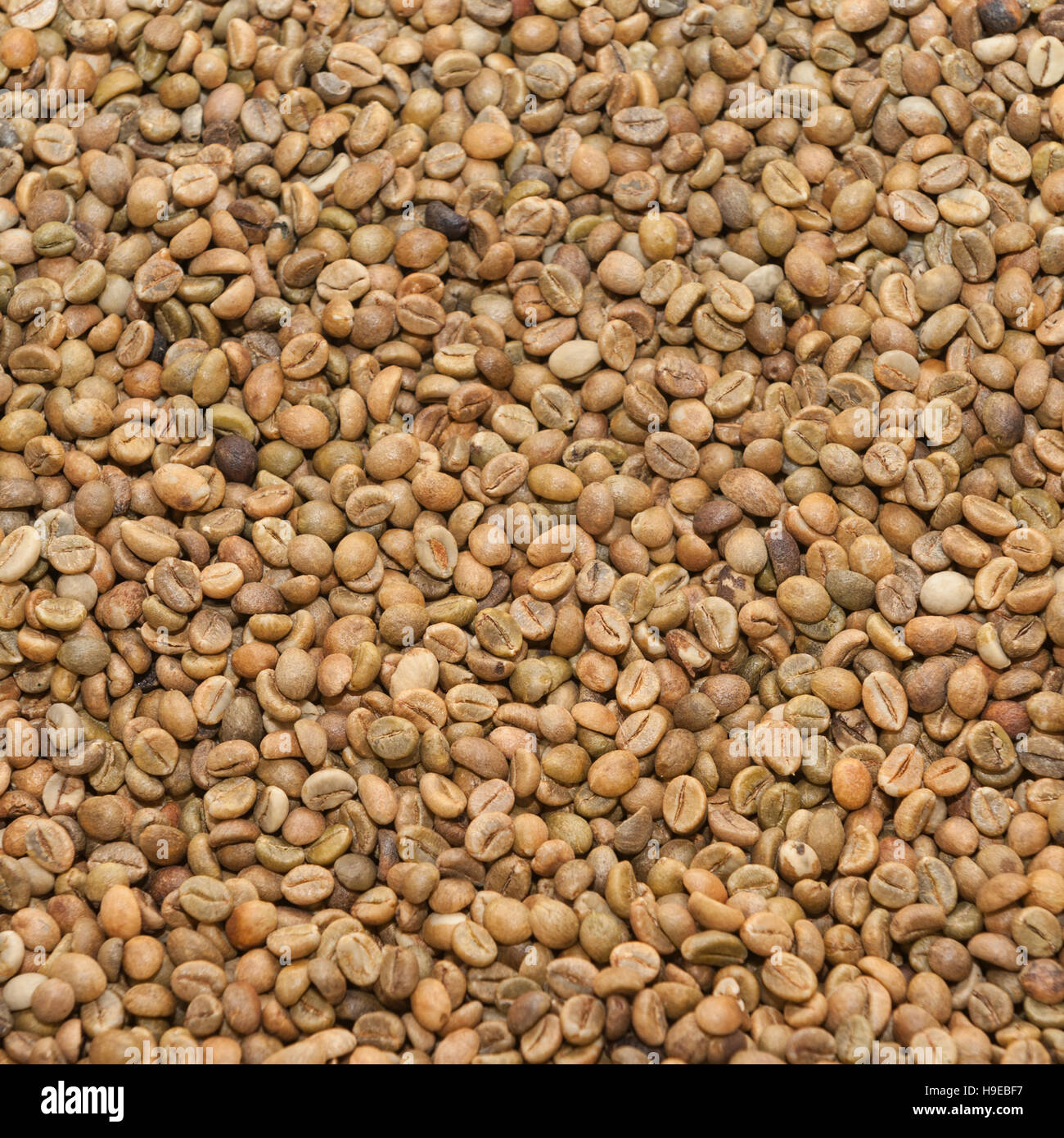 Indian Cherry Robusta coffee beans used at Green Farm coffee in ...