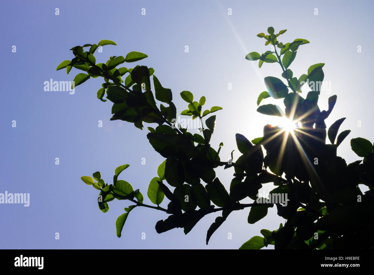 Sunlight burst through between plant leaves in the sunny day Stock ...
