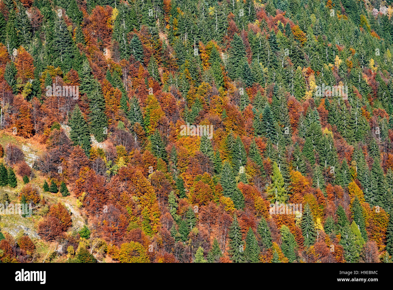 colored forest mountain in fall, nature background Stock Photo - Alamy